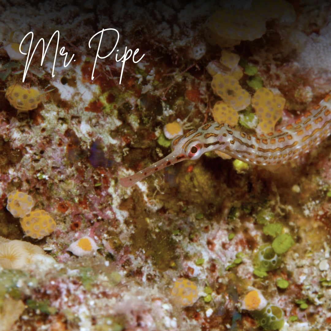 Mr. Pipe – Fiber Seed Yarn Co.